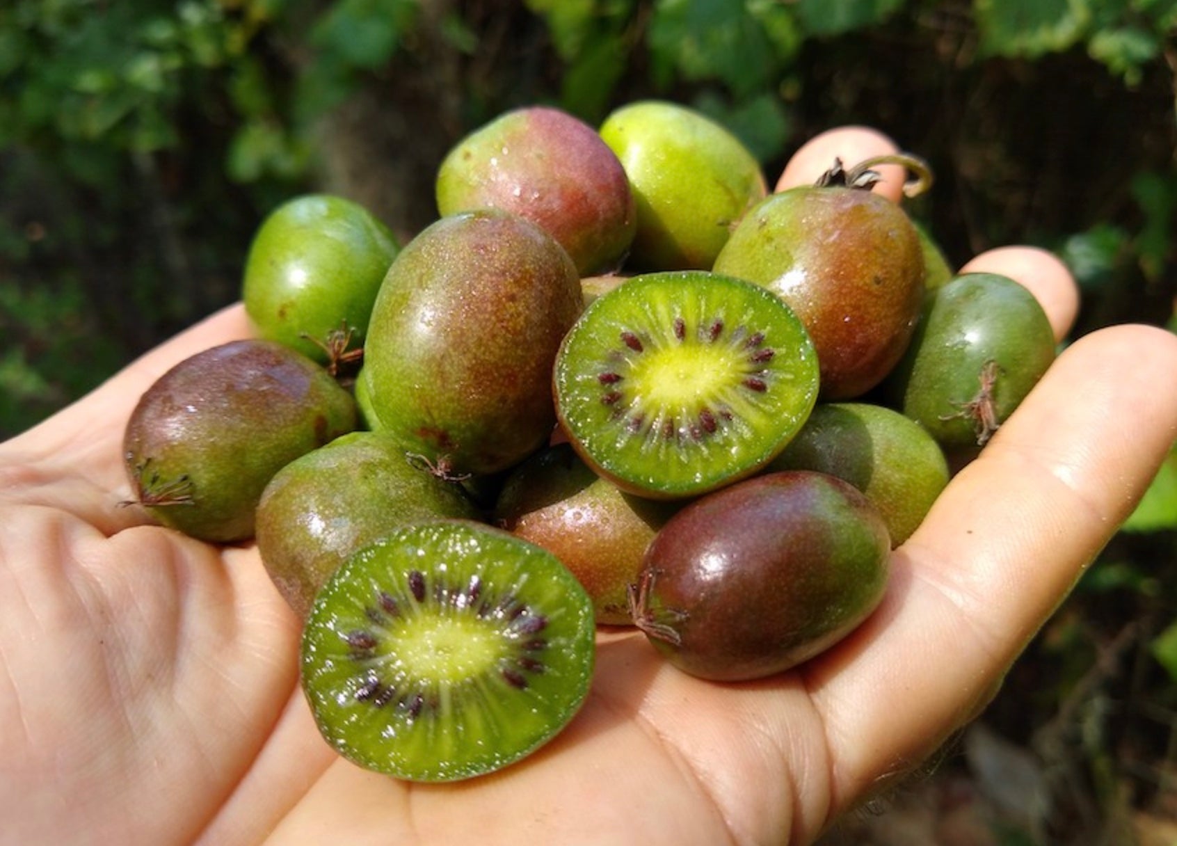 Market Update – DimplesAU