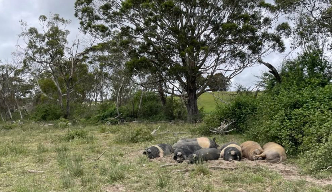 Dimples Partners with Tathra Place Free Range to Bring Farm-to-Plate M ...