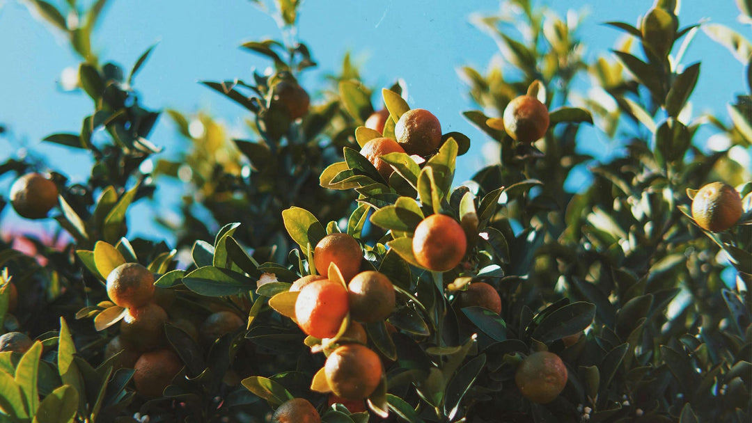 Founding Members – DimplesAU