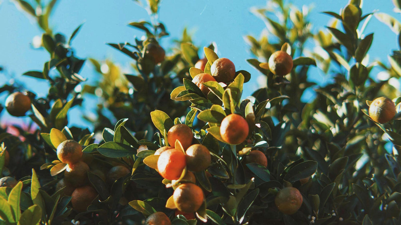 Founding Members – DimplesAU